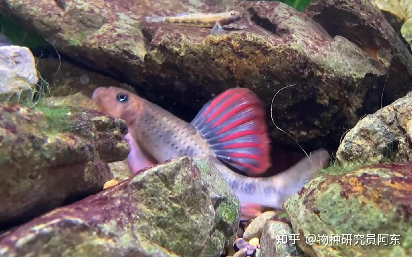 “溪流"鳍"手”建德小鳔鮈Microphysogobio tafangensis - 知乎