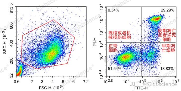 一文讲清楚：Annexin V凋亡实验注意事项 - 知乎