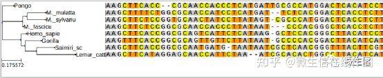 使用ETE包让系统发育树（进化树）和多重序列比对（MSA）“同框” - 知乎
