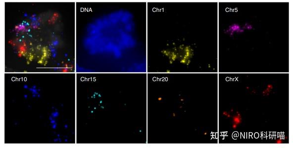 关于荧光原位杂交技术（FISH）和探针设计 - 知乎