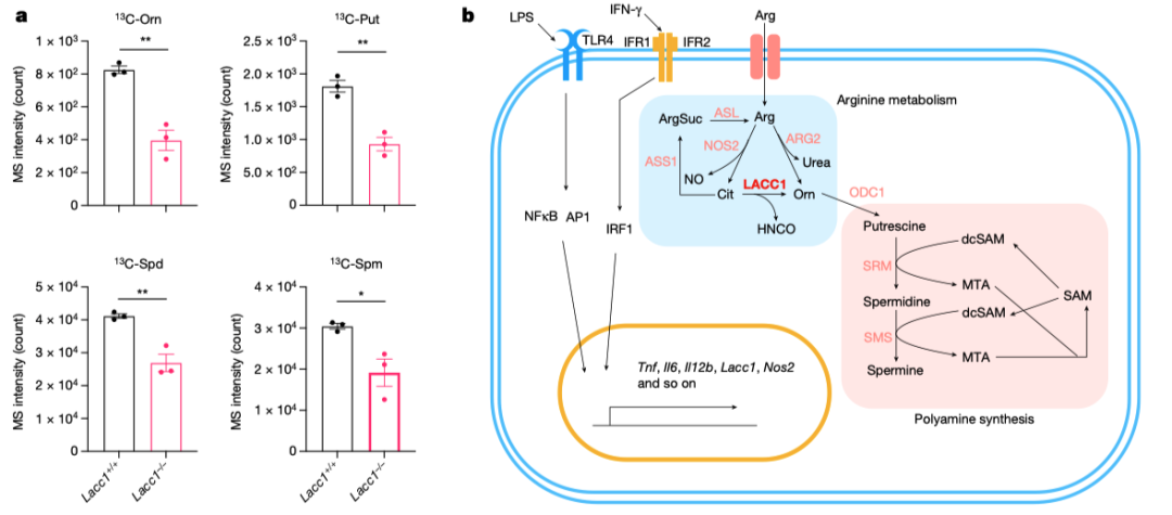 Nature丨LACC1在巨噬细胞免疫代谢的重要作用 - 知乎