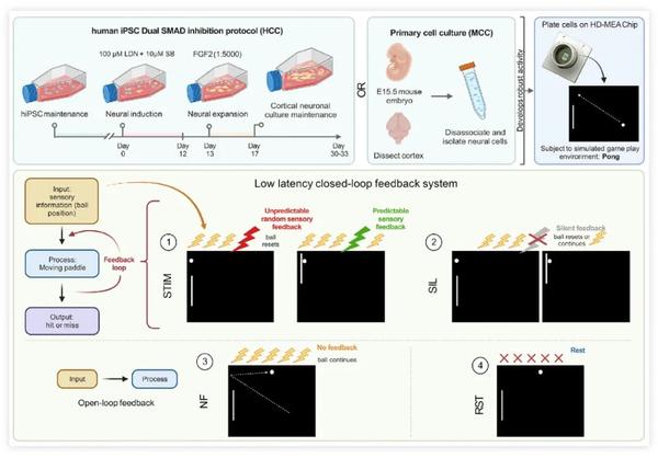 Nature 重磅： 3D 人类皮层类器官（hCO) 与在体鼠脑的成功融合！- MedChemExpress - 知乎