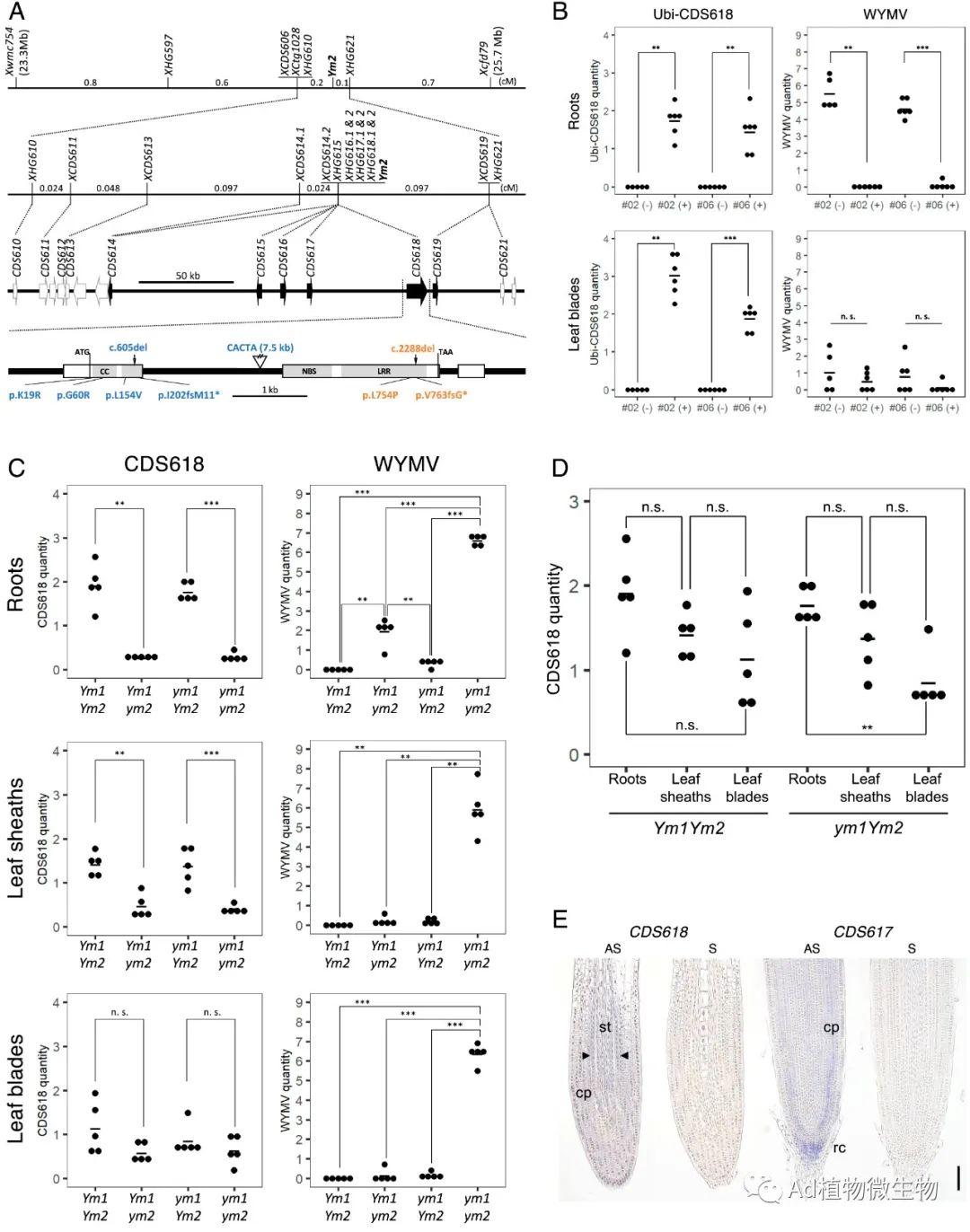 PNAS | 研究揭示保护小麦免受土传病原体侵害的抗性根源！ - 知乎