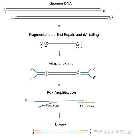 微生物遗传研究利器—Tn-Seq 转座子测序技术 - 知乎