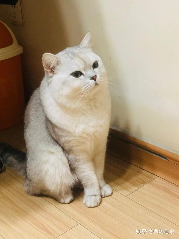 猫咪真的很记仇吗 知乎