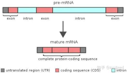 【AmBeed解读】RNA剪接，生命密码的精细修剪师 - 知乎