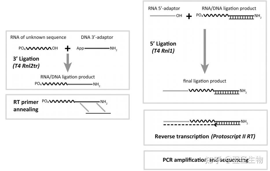 干货│T4 RNA Ligase 1：RNA研究的多功能粘合剂 - 知乎