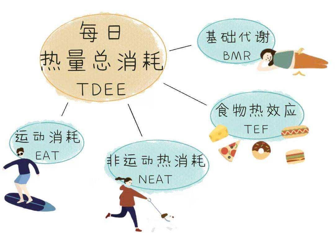 普通成人每天需求多少能量?食物能量怎样供应人体活动需求? 知乎