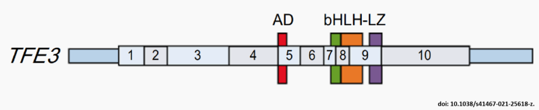与肿瘤相关的那些明星基因：肾癌之TFE3 - 知乎
