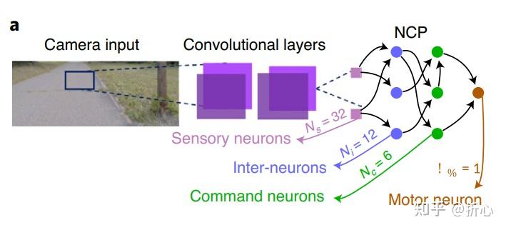 一些文章: Neural circuit policies enabling auditable autonomy - 知乎