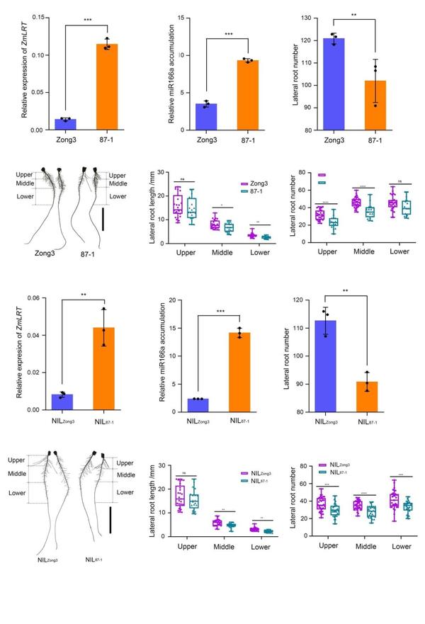 【Plant Biotech J】miRNA 前体基因ZmLRT在调控玉米侧根数量和耐旱性中的作用 - 知乎
