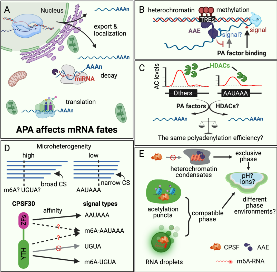 Trends Plant Sci | 厦门大学李庆顺课题组综述植物表观遗传调控转录后RNA加工的机制 - 知乎
