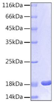 领域研究 | IL-1B与先天免疫 - 知乎
