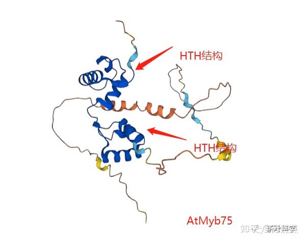 Myb介导花青素的生物合成 - 知乎