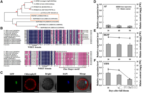 【Plant Physiol】MdWRKY126通过调节苹果酸脱氢酶（MdMDH5）调节苹果果实中苹果酸的积累 - 知乎