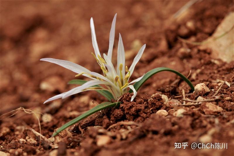 多肉植物全图鉴17：秋水仙科（Colchicaceae），秋水仙属（Colchicum） 原始种A-H - 知乎