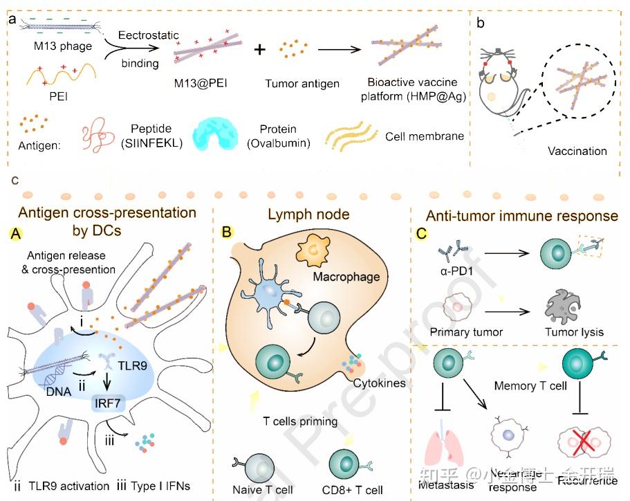 【客户文献分享】IF＞15，基于杂化M13噬菌体的疫苗平台用于个性化肿瘤免疫治疗 - 知乎