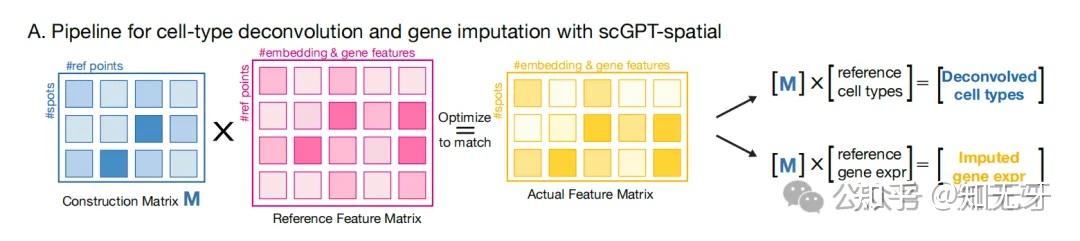 scGPT-spatial：空间转录组学单细胞基础模型的连续预训练 - 知乎