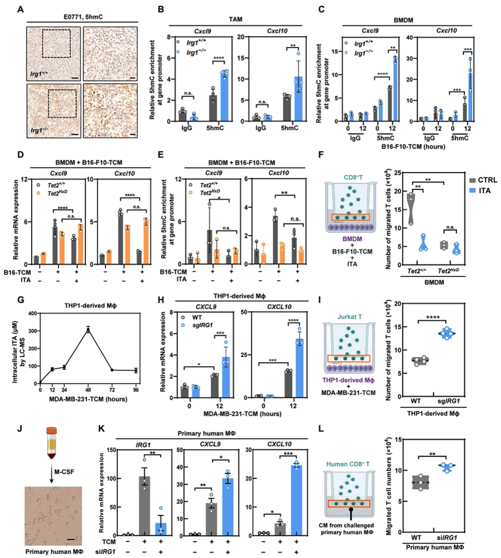 Science Advances丨靶向 IRG1 可逆转肿瘤相关巨噬细胞的免疫抑制功能并增强癌症免疫治疗 - 知乎