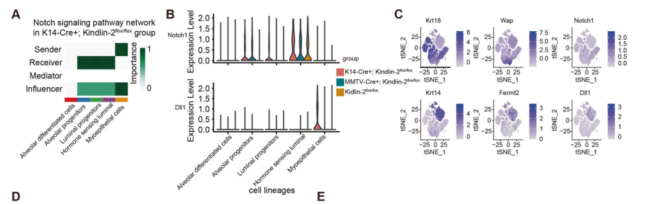 项目文章 | 单细胞多样同测揭示Kindlin-2在乳腺发育与泌乳功能中的作用机制 - 知乎