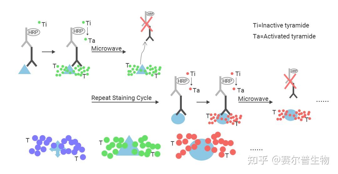 肿瘤免疫学研究新工具：多重免疫组化(mIHC) - 知乎