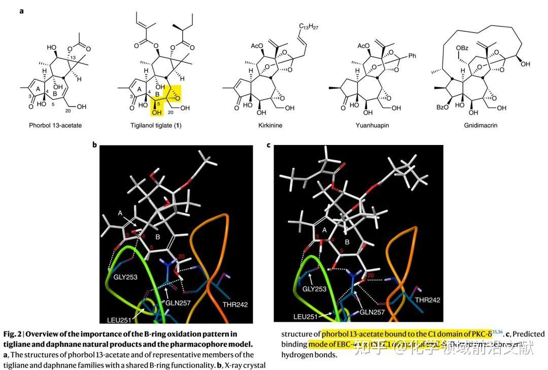 Wender组Nat. Chem.：抗癌药EBC-46及其类似物的克级规模半合成 - 知乎