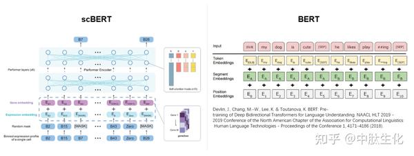 Nature子刊：腾讯AI Lab发布scBERT模型，攻克单细胞测序数据分析痛点 - 知乎