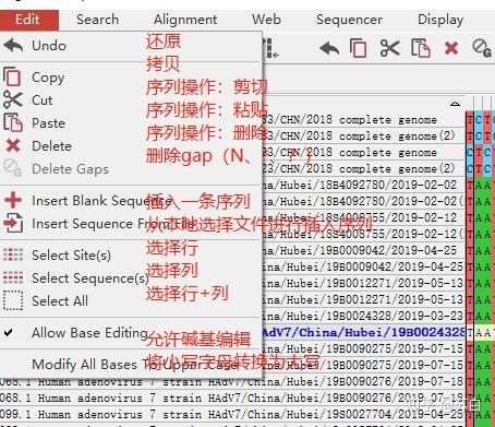 MEGA：安装与序列比对Align - 知乎