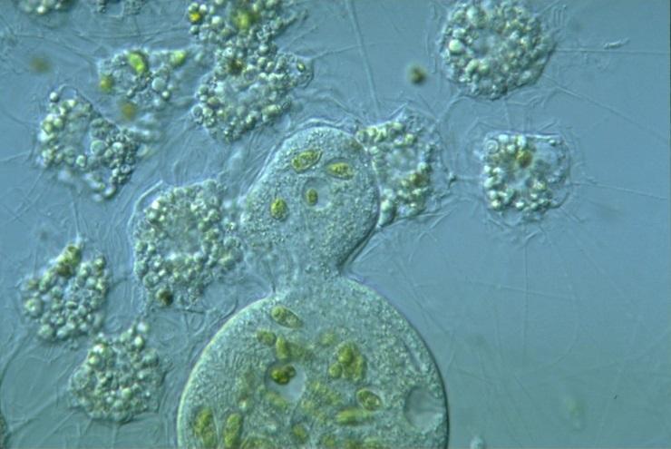 中阳虫：“小太阳”的生存之道 - 知乎