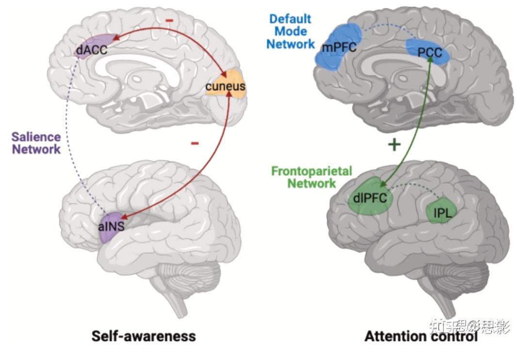 静息态功能连接与正念 - 知乎