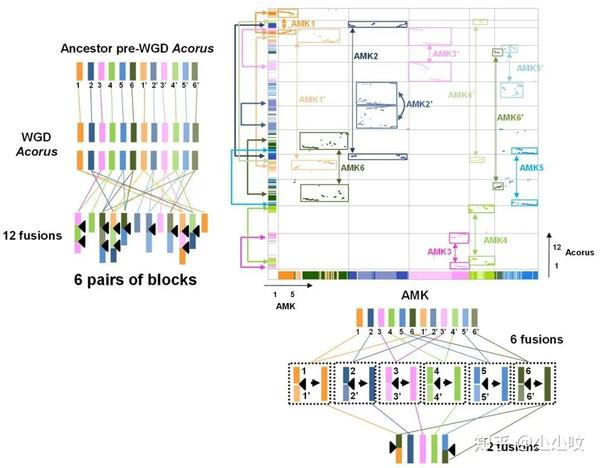 Nature Plants发布石菖蒲基因组，揭示单子叶植物祖先基因组演化进程 | CNGBdb支撑发表科研成果速递 - 知乎