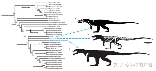 【地球演义】忽雷本纪2：主龙第一帝国（下） - 知乎