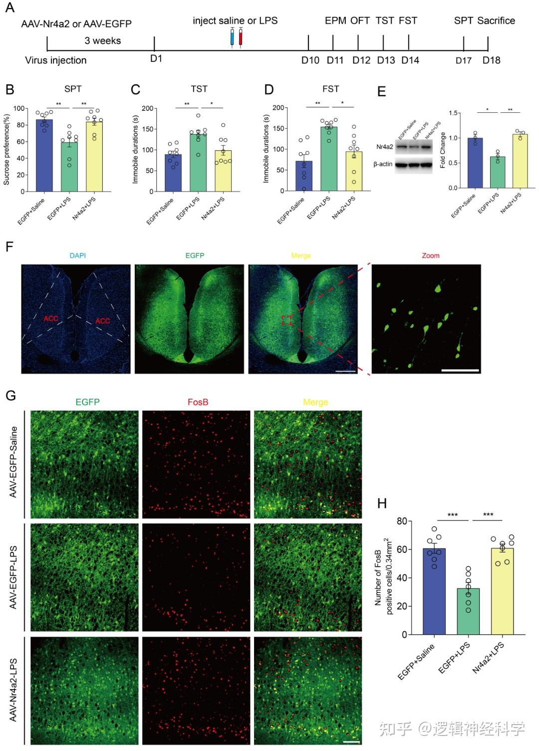Pharmacological Research︱重庆医科大学谢鹏团队揭示核受体相关蛋白Nr4a2的抗抑郁新机制 - 知乎