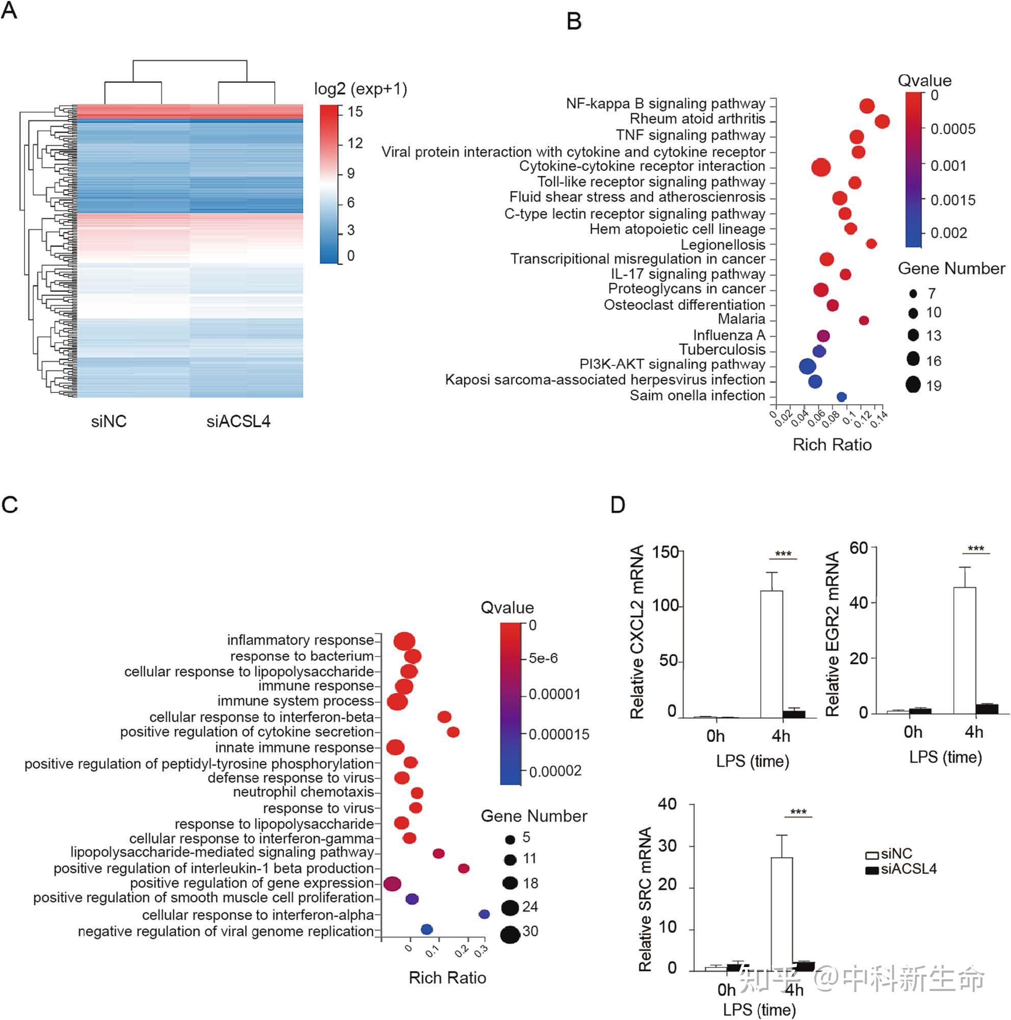 项目文章Brain Behav Immun (IF 19.227) |青岛大学崔玉课题组发现ACSL4促进神经炎症新机制 - 知乎