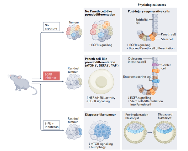 Nat Rev | 患者来源异种移植物（PDX）模型与精准肿瘤学 - 知乎