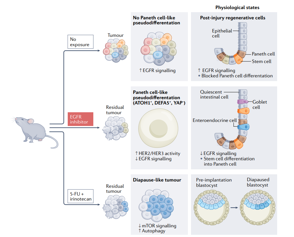 Nat Rev | 患者来源异种移植物（PDX）模型与精准肿瘤学 - 知乎