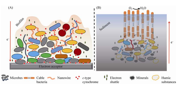 微生物燃料电池，是未来还是泡沫？ - 知乎