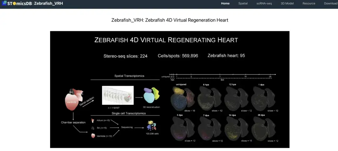 Nat. Commun | 首个斑马鱼心脏再生全过程高分辨率时空图谱！Stereo-seq助力揭示心脏再生核心事件 - 知乎