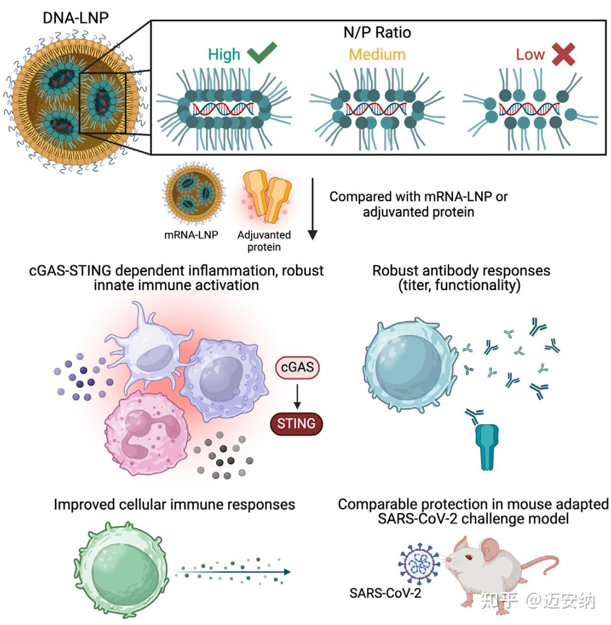 Cell Rep Med报道DNA-LNP疫苗与mRNA-LNP疫苗和蛋白疫苗的免疫效果区别 - 知乎