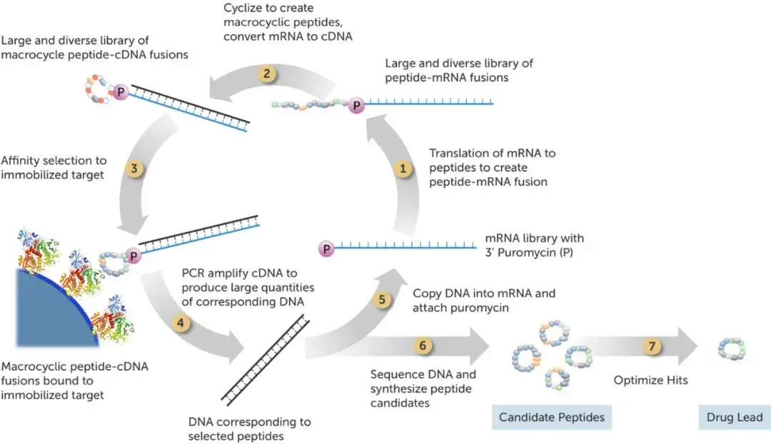 Focus | mRNA展示技术：新起之秀or转瞬花火？ - 知乎