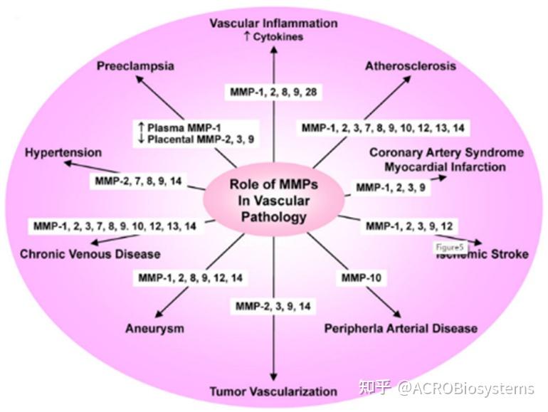 基质金属蛋白酶——多个领域“秀肌肉” - 知乎