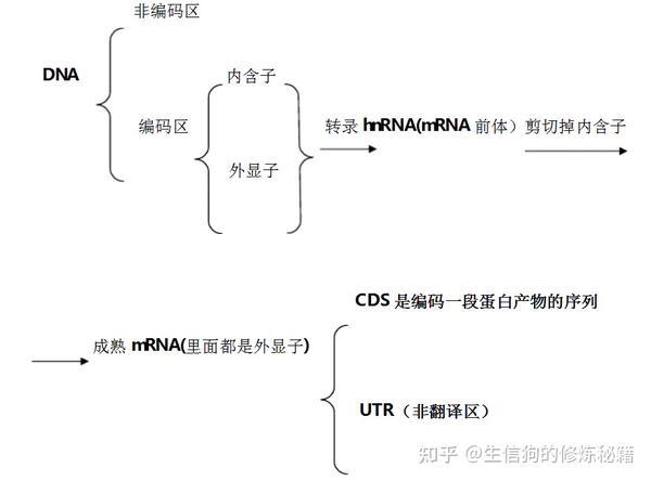 基因序列中的一些名词区别（CDS、Exon、Intron、UTR、ORF、启动子、TF等） - 知乎