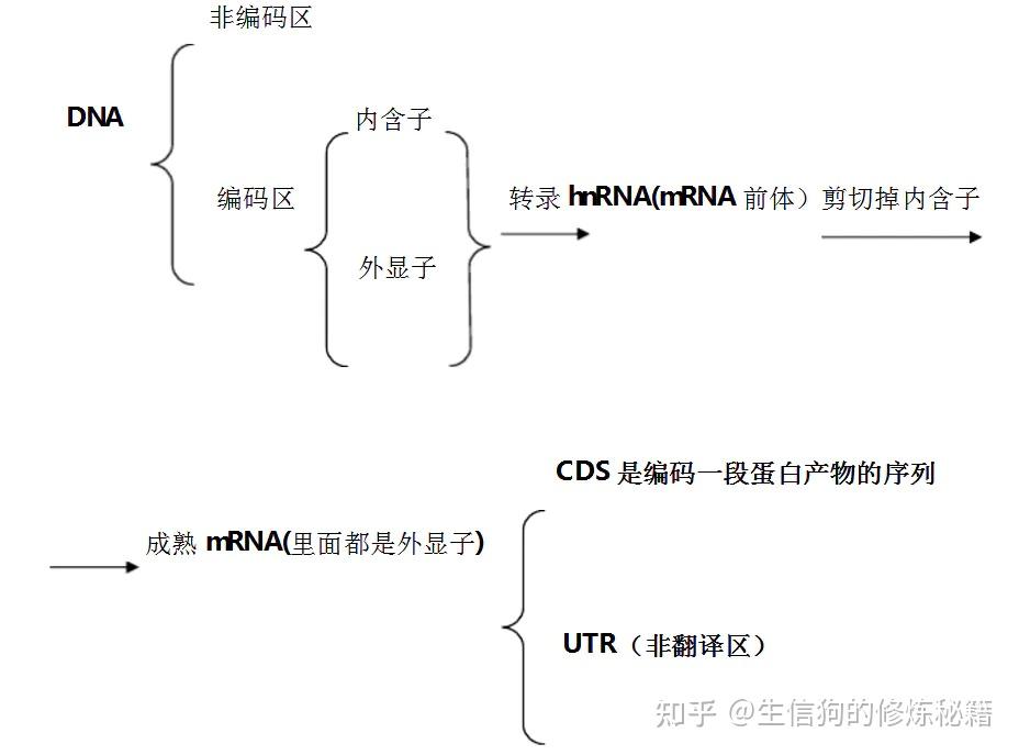 基因序列中的一些名词区别（CDS、Exon、Intron、UTR、ORF、启动子、TF等） - 知乎