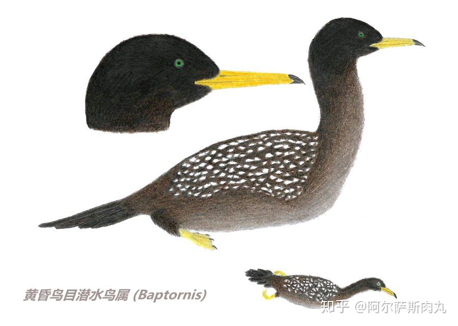 「Legend of Cretaceous丨白垩传 5」寻禽记（上）：在水之滨 - 知乎