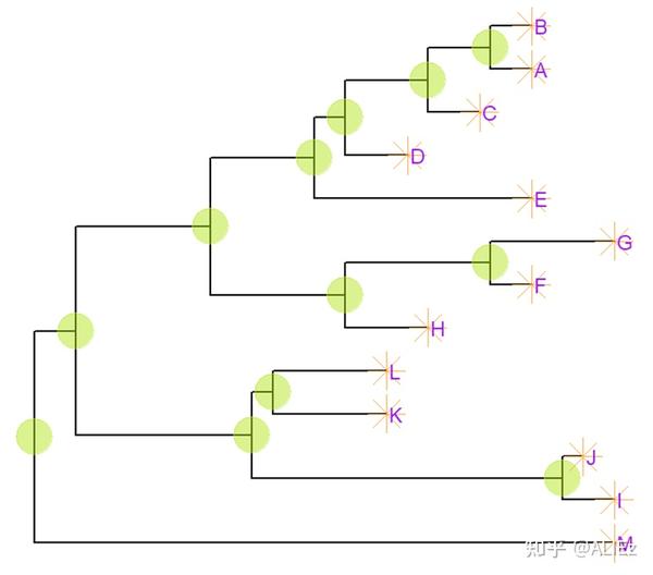 R语言绘制进化树：treeio+ggtree - 知乎