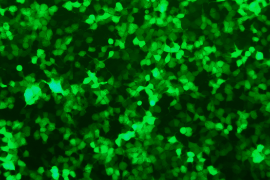 【菌周刊】菌种建库篇｜大肠杆菌DH5α感受态细胞的制备 - 知乎