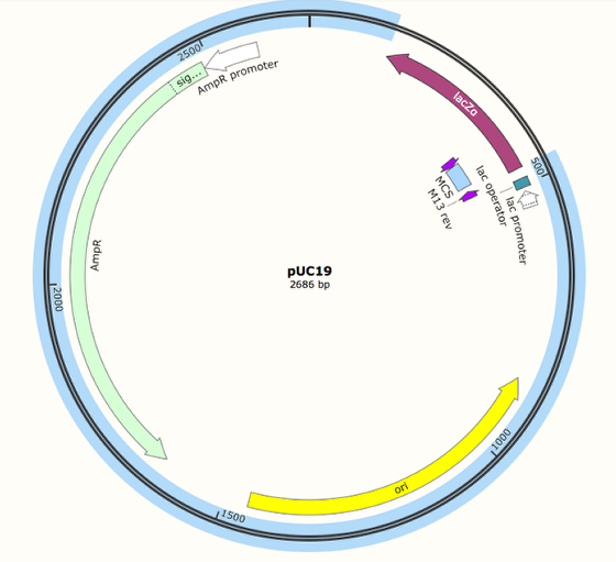 SnapGene操作指南 | 反向PCR - 知乎