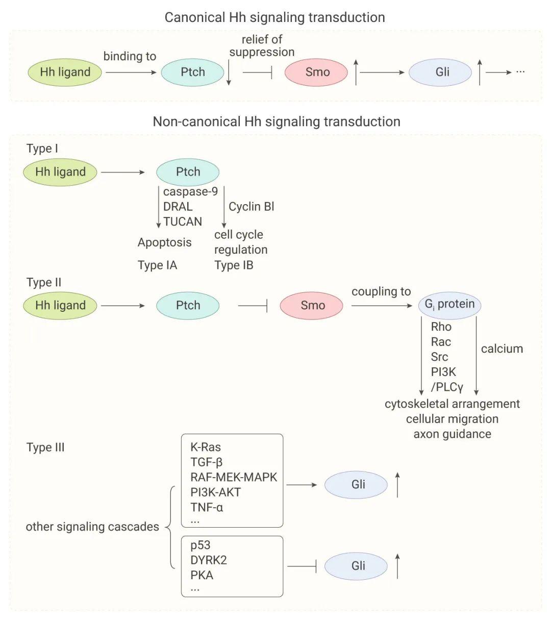 Hedgehog 信号通路与癌症 | MedChemExpress - 知乎