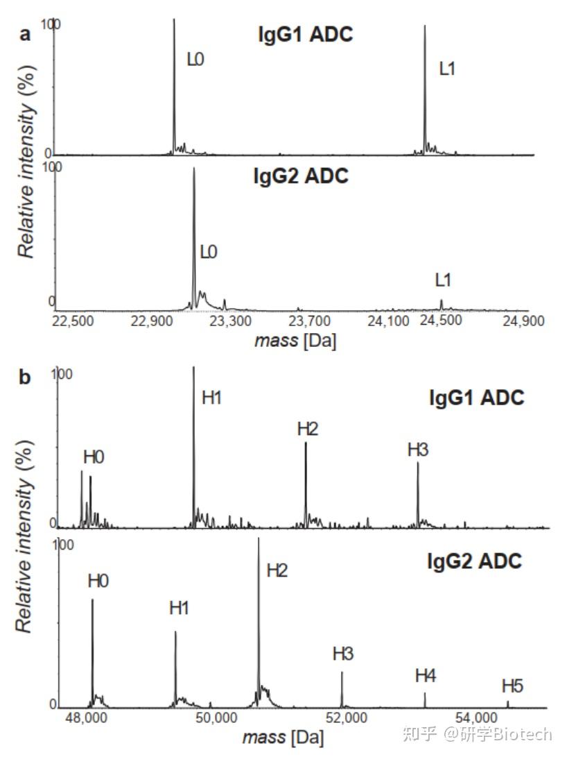 半胱氨酸偶联的IgG1/ IgG2抗体偶联药物(ADC)表征对比分析 - 知乎