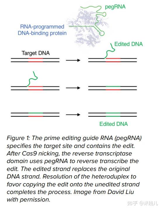Prime editing - 知乎